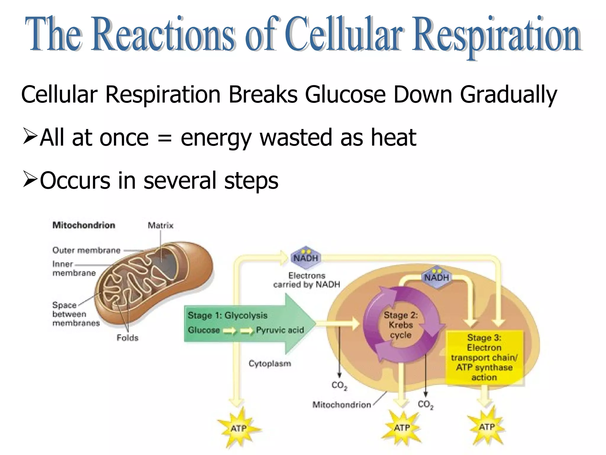 Cellular Respiration | PPT