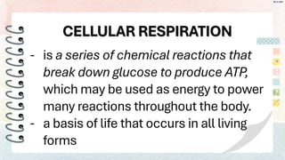 Cellular-Respiration in General Biology 1 | PDF