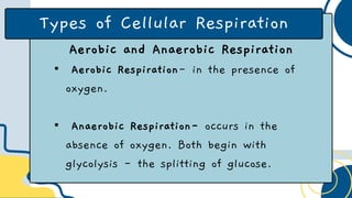 Cellular Respiration-BIOLOGEYCHEMESTRY'S | PDF
