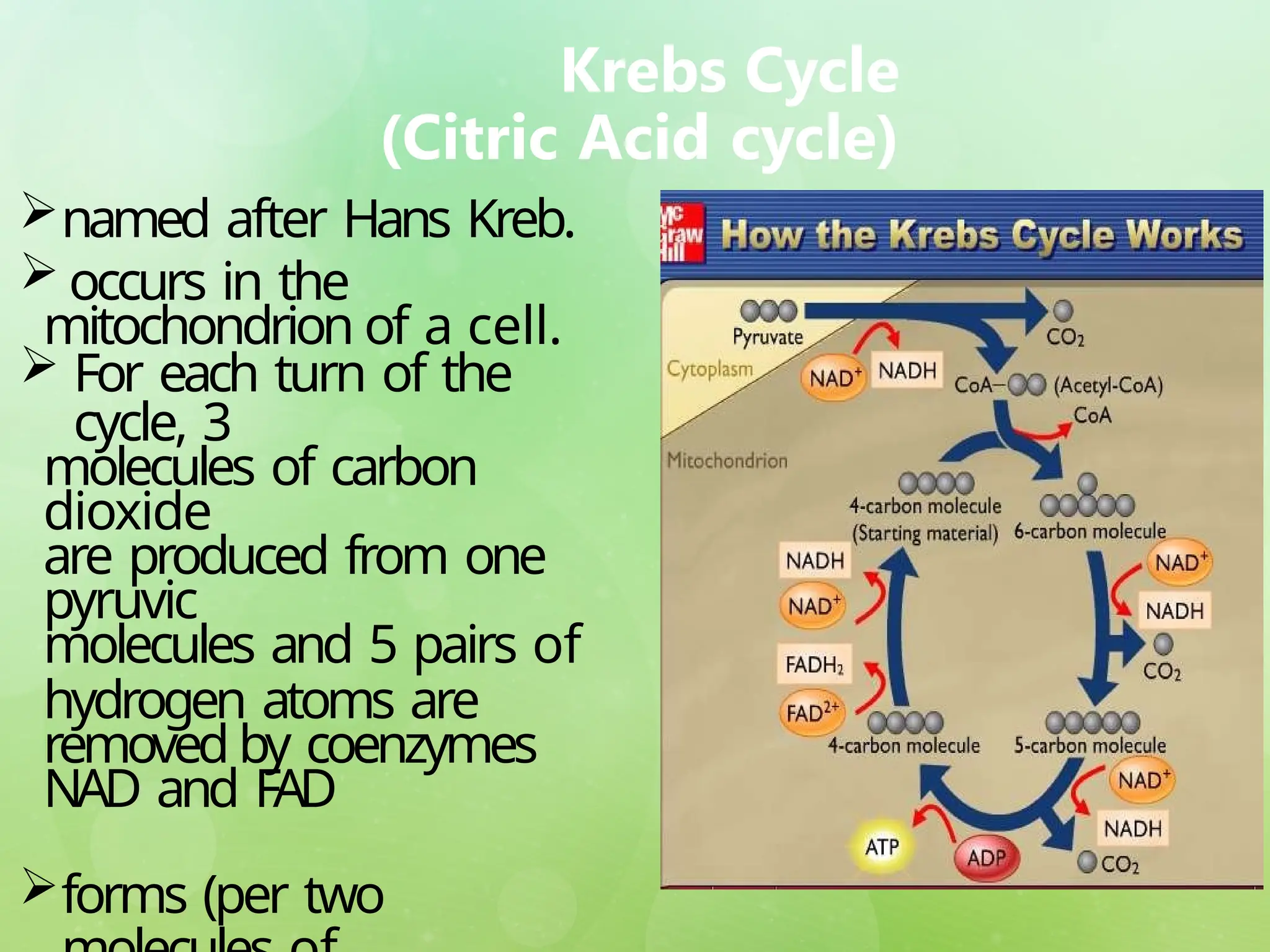 Cellular-Respiration-PowerPoint Presentation | PPTX
