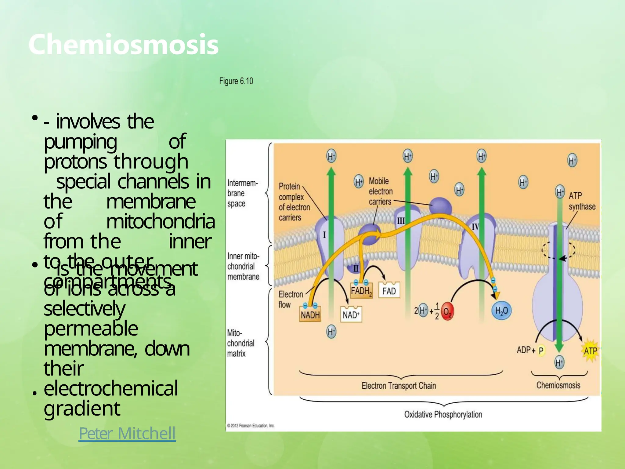 Cellular-Respiration-PowerPoint Presentation | PPTX