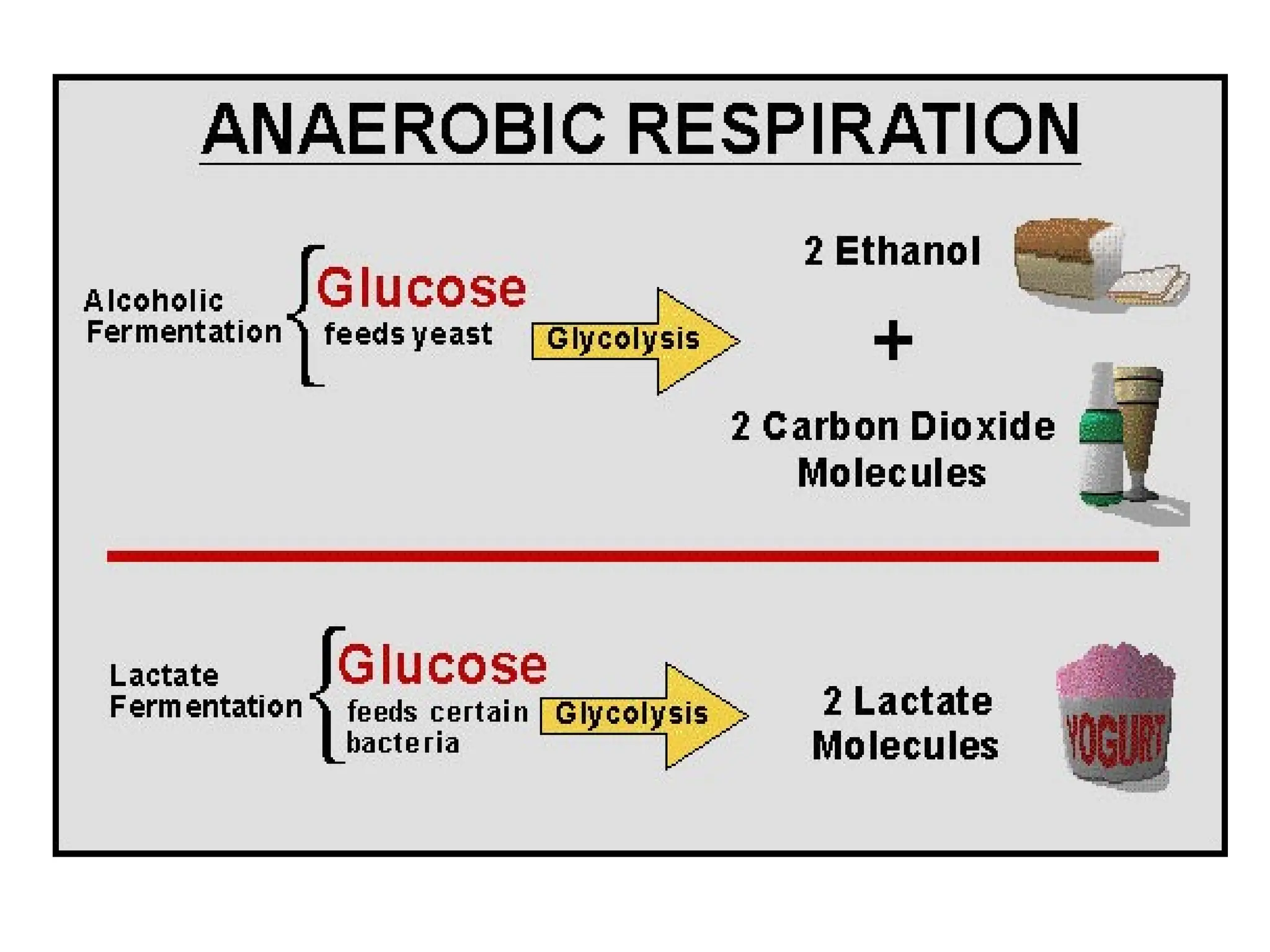 General Chemistry Cellular-Respiration.ppt