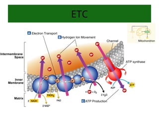General Chemistry Cellular-Respiration.ppt