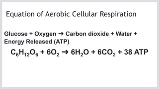 Cellular-Respiration-student-copy...pptx