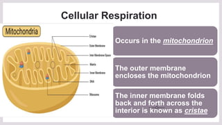 Cellular-Respiration-student-copy...pptx