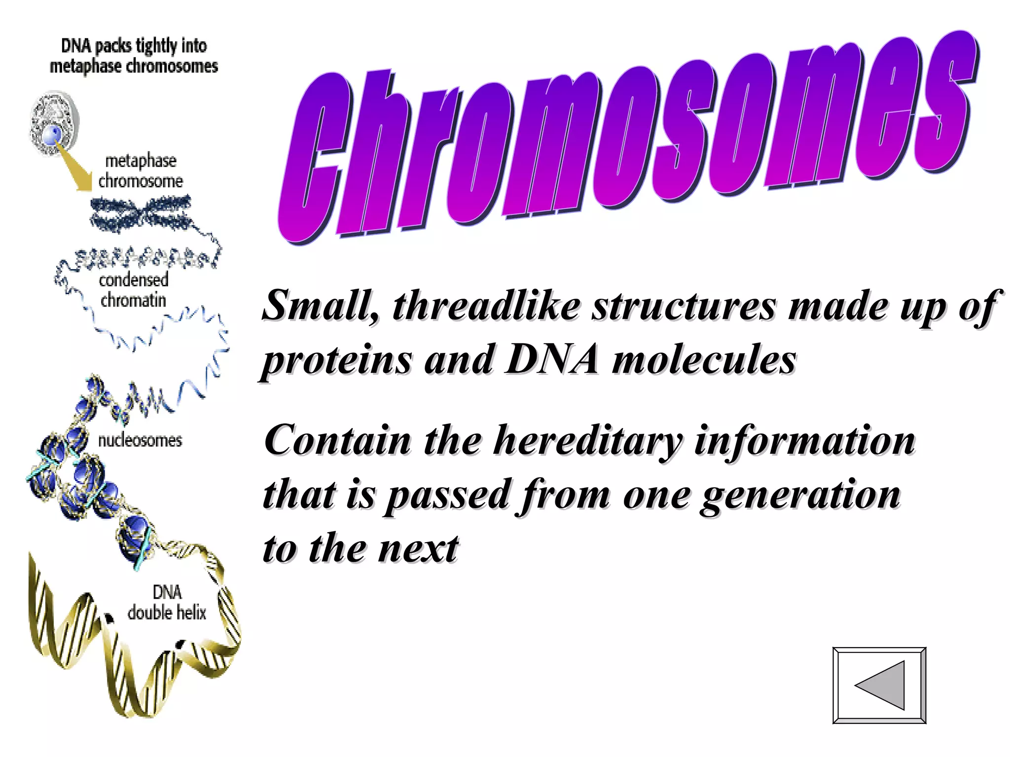 Cellular Structures and Their Functions | PPT