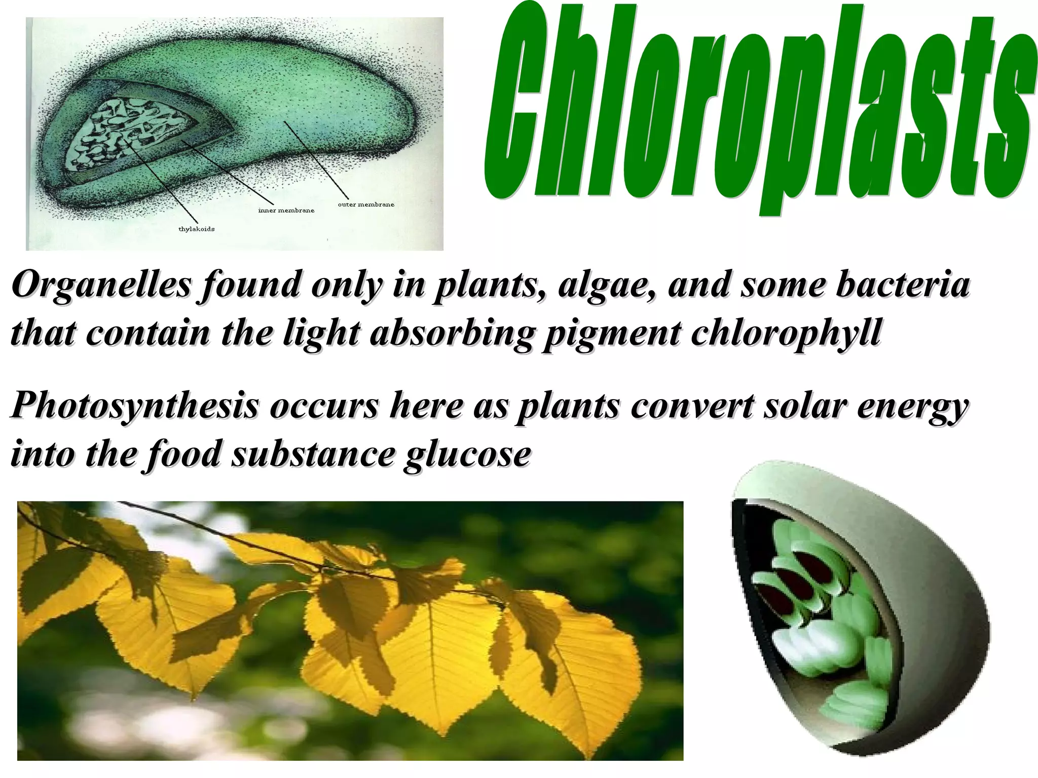 Cellular Structures and Their Functions | PPT
