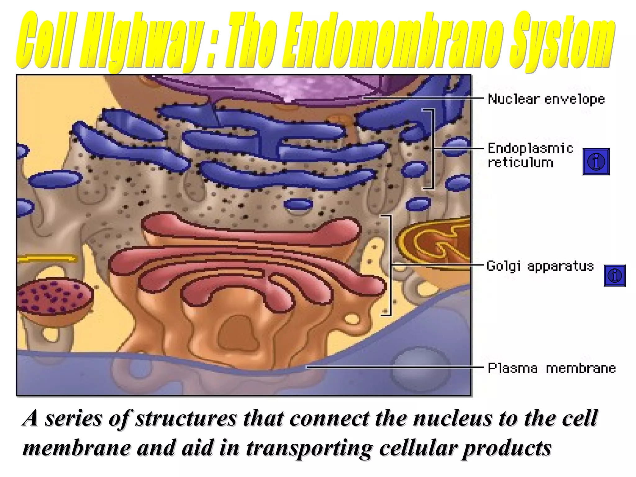 Cellular Structures and Their Functions | PPT