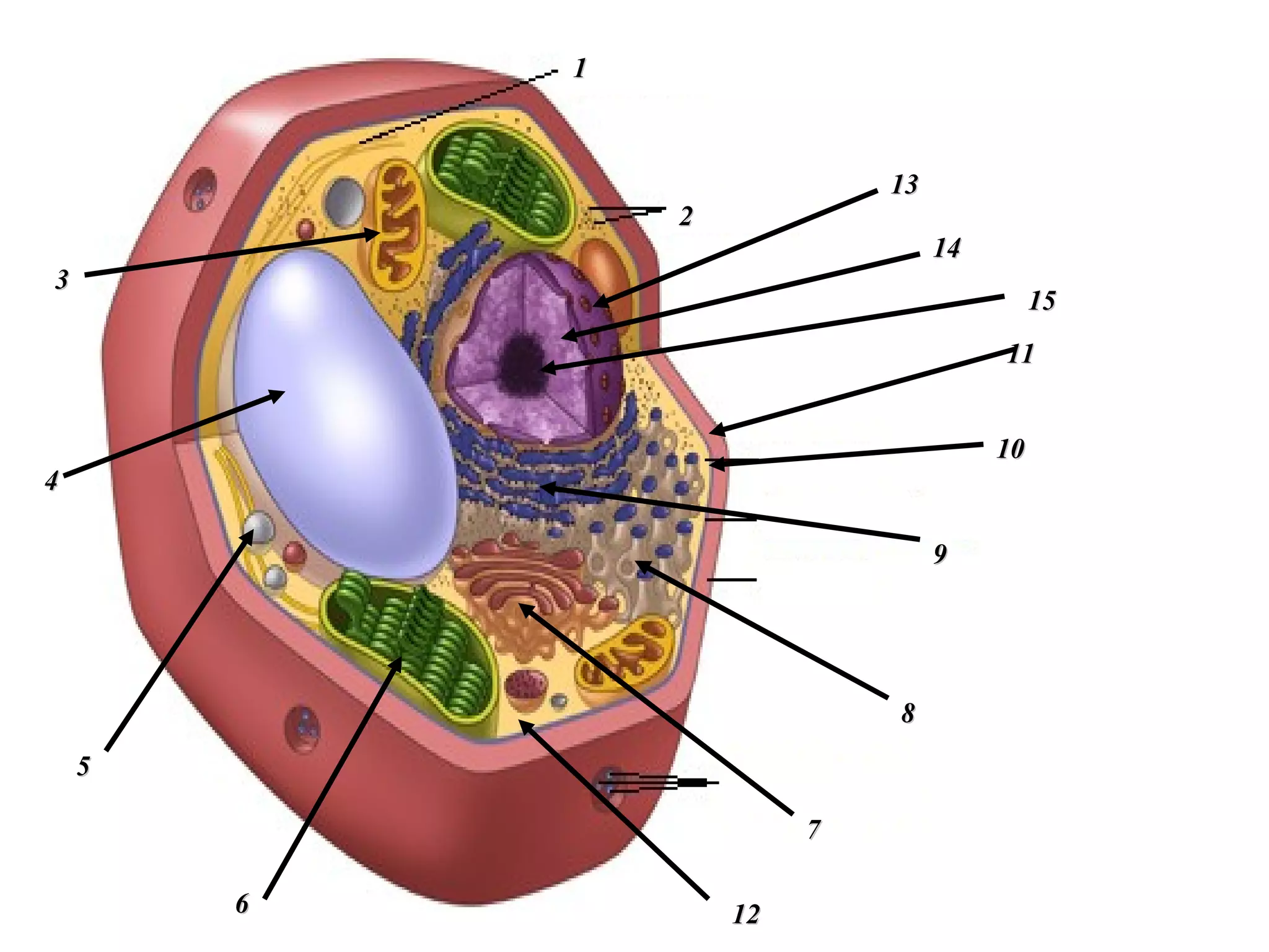 Cellular Structures and Their Functions | PPT