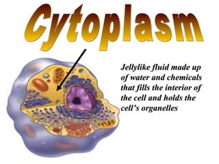 Cellular Structures and Their Functions | PPT