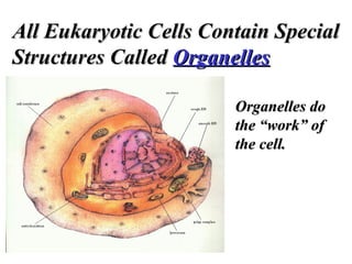 Cellular Structures and Their Functions | PPT