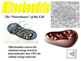 Cellular Structures and Their Functions | PPT