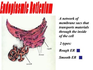 Cellular Structures and Their Functions | PPT