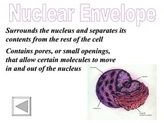 Cellular Structures and Their Functions | PPT