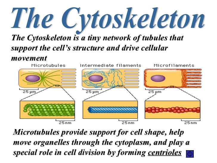 Cellular Structures And Their Functions