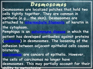 Junctions b/w cells | PPT