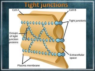 Junctions b/w cells | PPT | Biological Sciences | Science