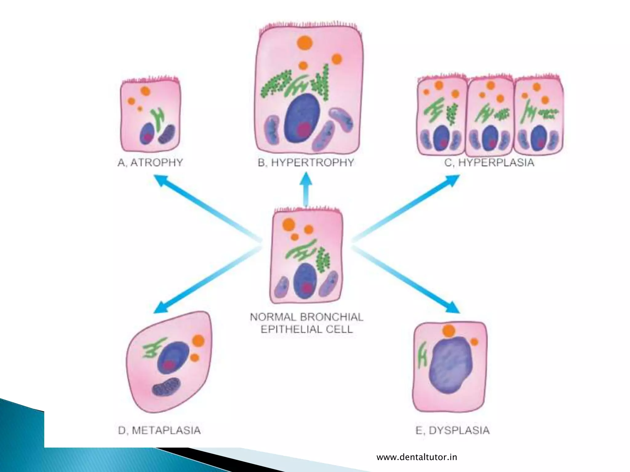 Cellular adaptation | PPTX