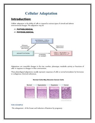 Cellular adaptation | DOCX