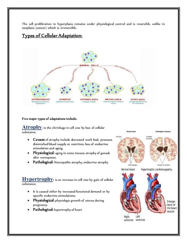 Cellular adaptation | DOCX
