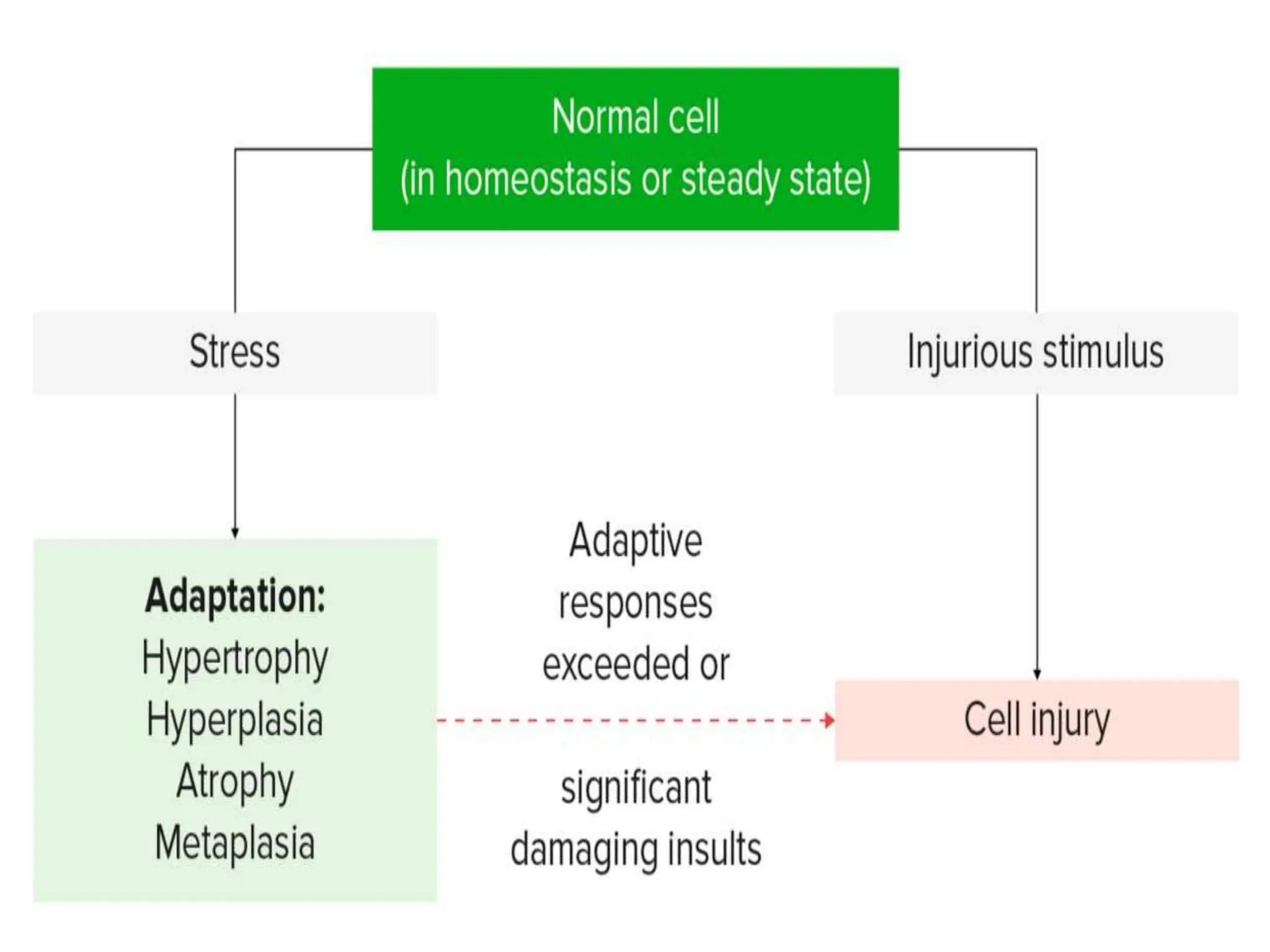 Cellular Adaptation.pptx for the purpose of BSN | PPTX