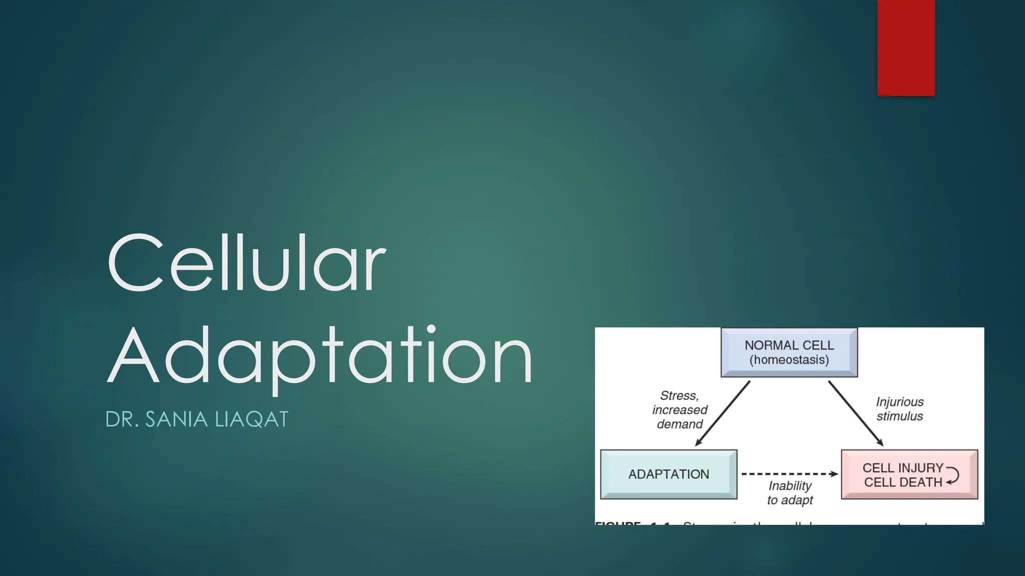 Cellular Adaptation mechanism in pathology metaplasia atrophy ppt | PPTX