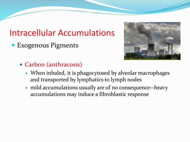 Cellular adaptation | PPT | Free Download