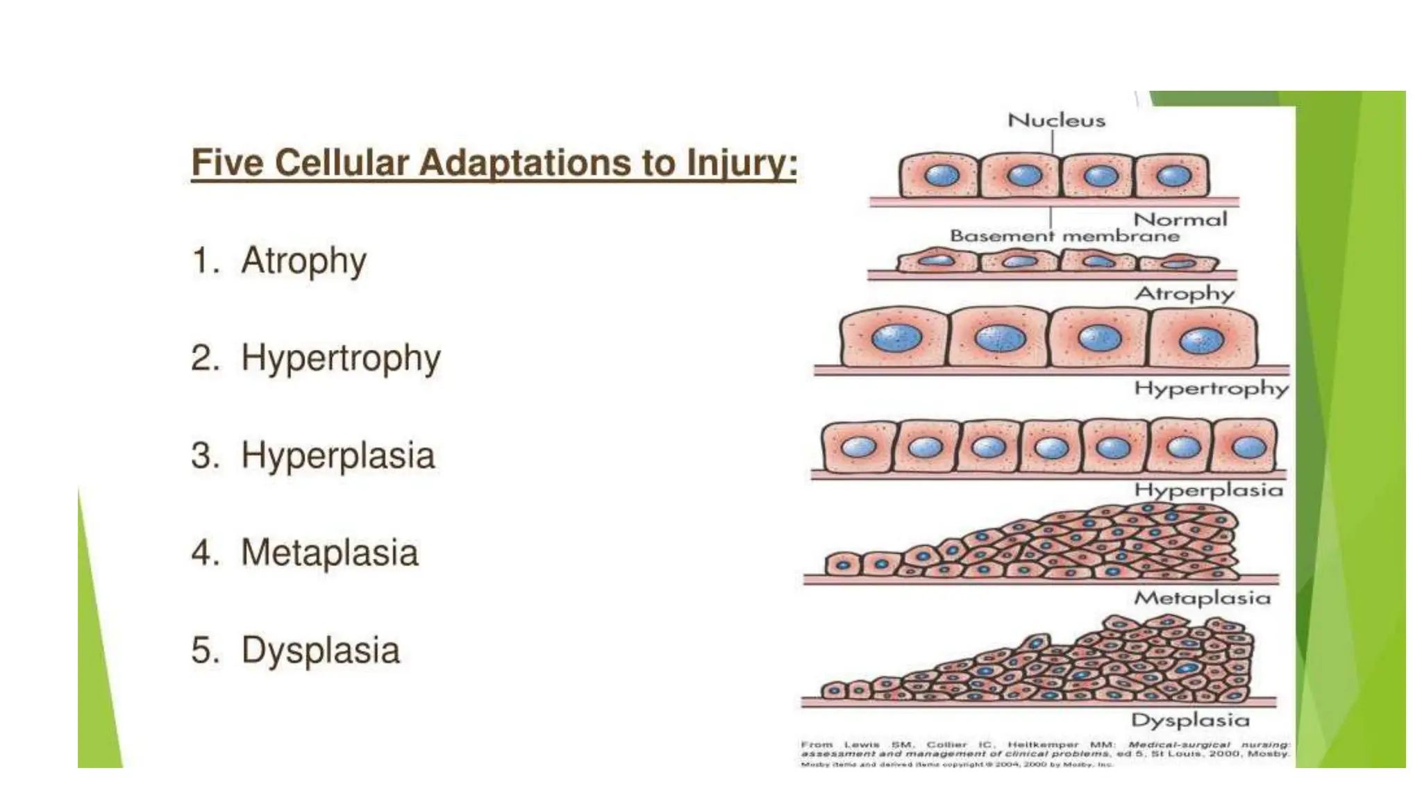 CELLULAR ADAPTATION AND ABERRANT CELL GROWTH [Autosaved].pptx