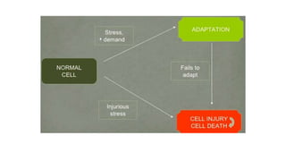 CELLULAR ADAPTATION AND ABERRANT CELL GROWTH [Autosaved].pptx