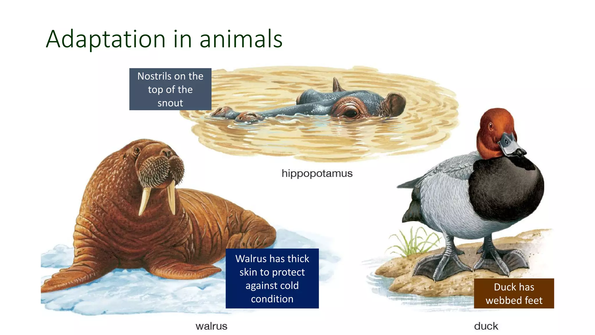 Cellular adaptation | PPTX