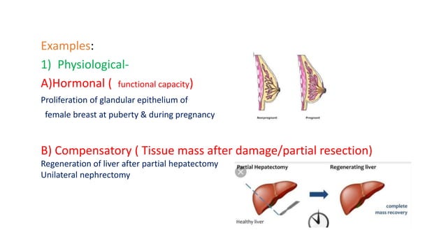 Cellular adaptation | PPT