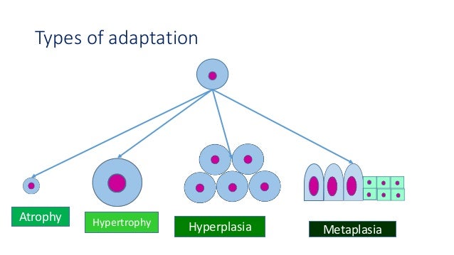 Cellular adaptation
