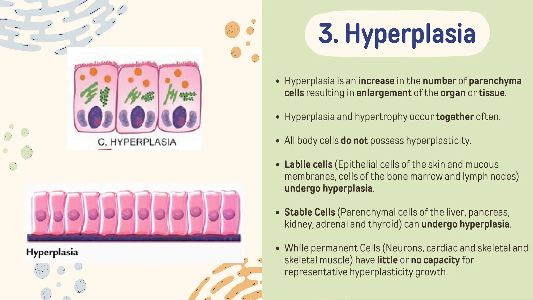 Cellular Adaptation & Cell Injury - Pathology | PDF | Biological ...