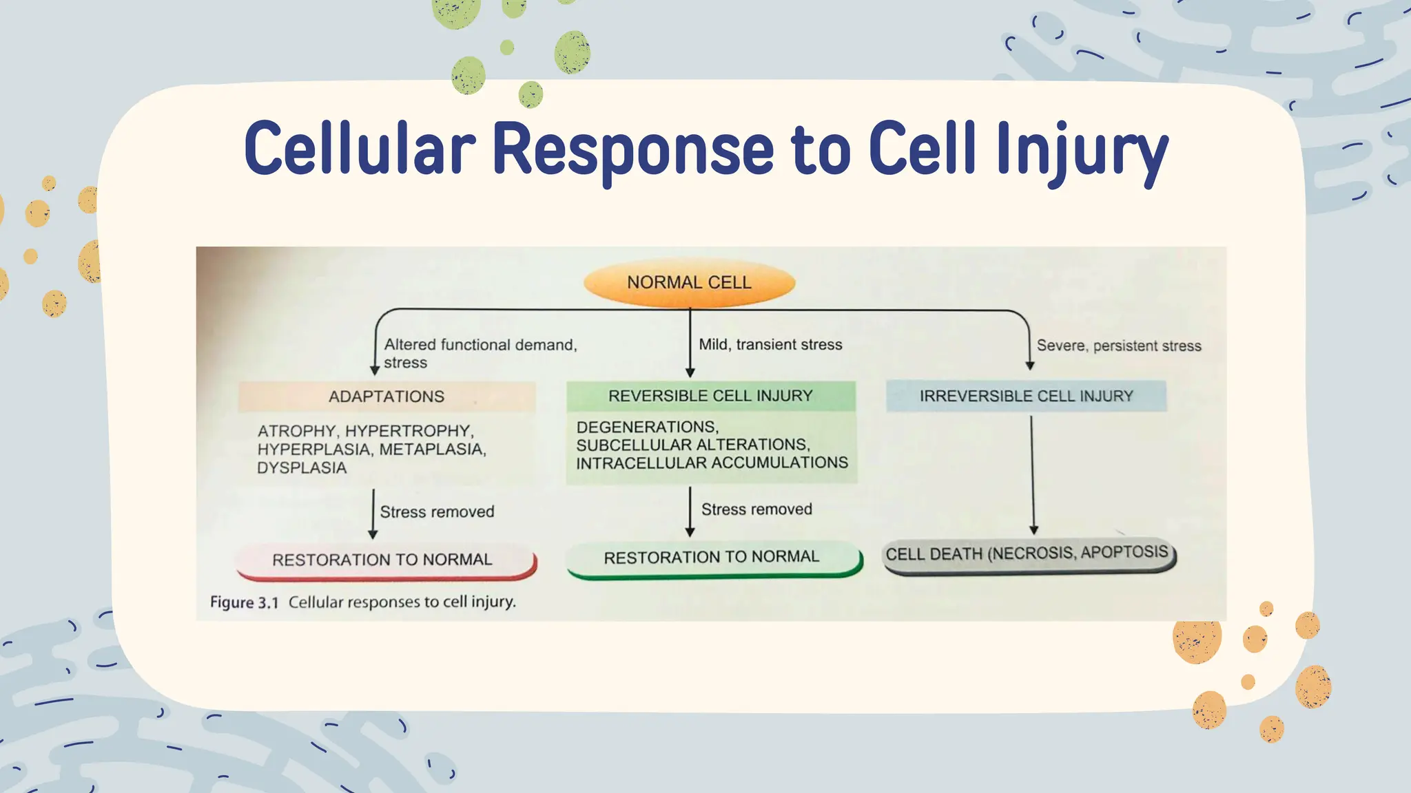 Cellular Adaptation & Cell Injury - Pathology | PDF | Biological ...