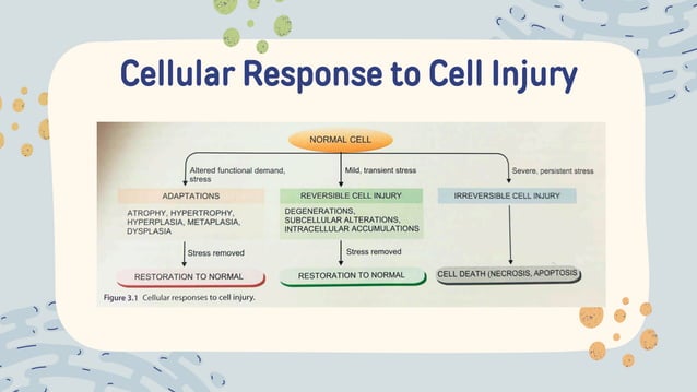 Cellular Adaptation & Cell Injury - Pathology | PDF | Biological ...