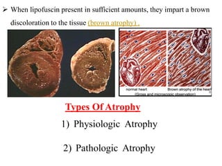 Cellular_adaptation_dr_AMAL_D_&_T_DR_AMAL_2023_lecture.pdf