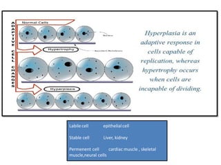 Cellular_adaptation_dr_AMAL_D_&_T_DR_AMAL_2023_lecture.pdf