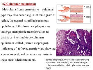 Cellular_adaptation_dr_AMAL_D_&_T_DR_AMAL_2023_lecture.pdf