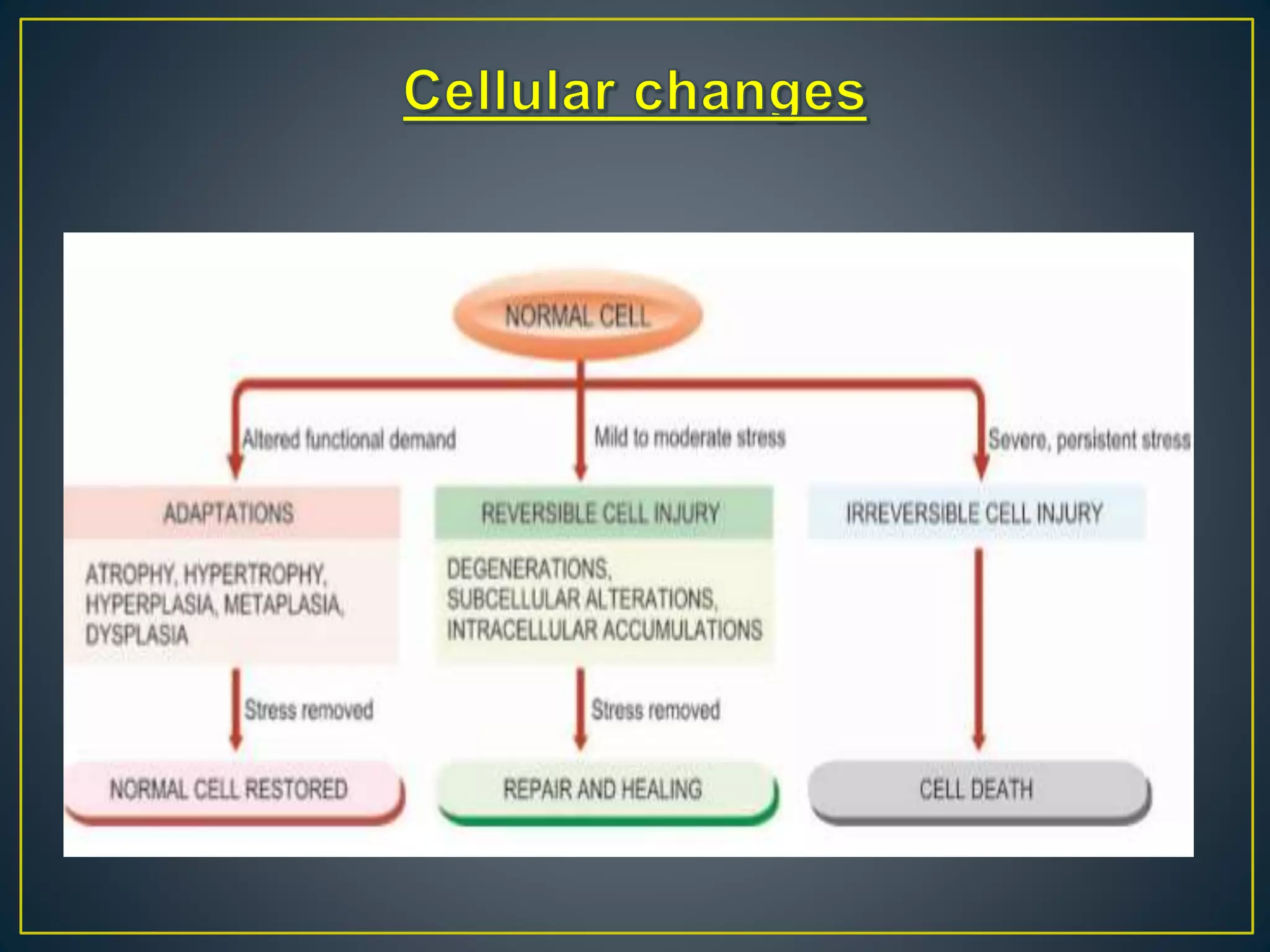 Cellular adaptations | PPTX