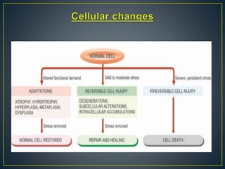 Cellular adaptations | PPTX