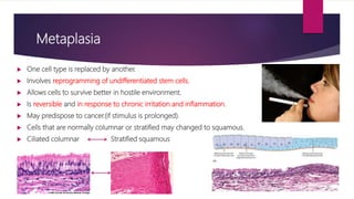 Cellular adaptations & accumulations | PPT