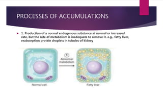 Cellular adaptations & accumulations | PPT