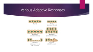 Cellular adaptations & accumulations | PPT