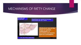 Cellular adaptations & accumulations | PPTX