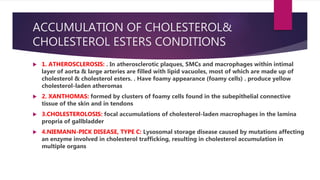 Cellular adaptations & accumulations | PPT