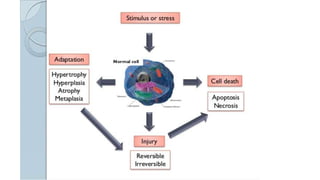 Cellular adaptations and growth disturbances | PPTX