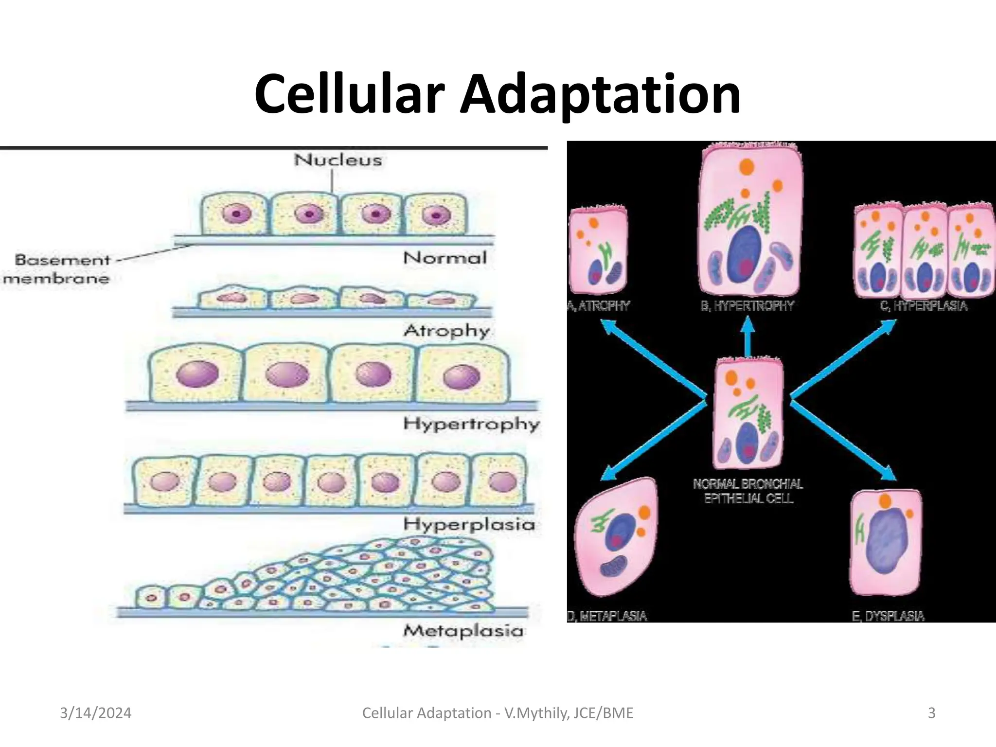 CELLULAR ADAPTATIONS OF GOWTH AND DIFFERRENTIATION.ppt