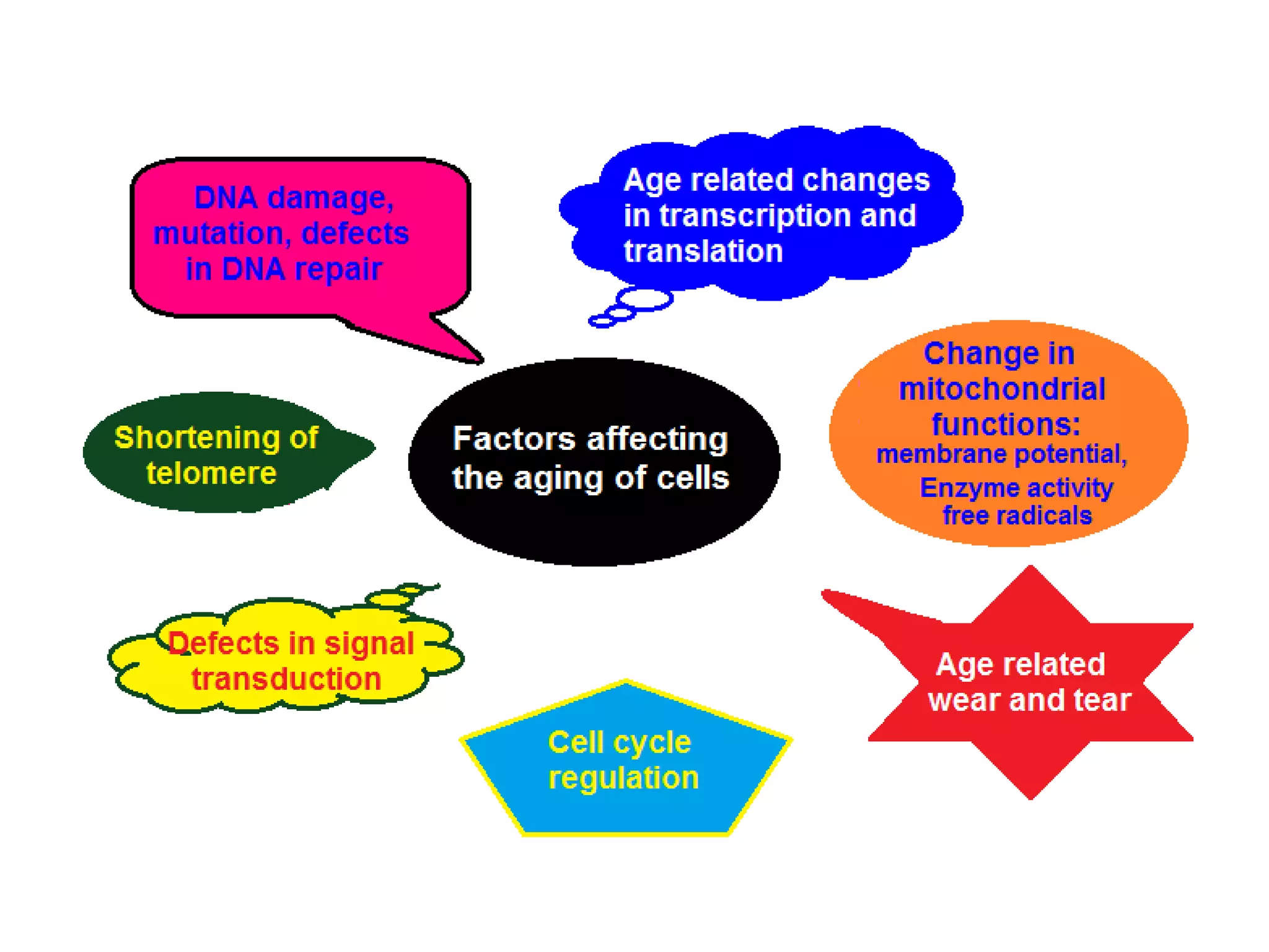 Cellular ageing | PPTX