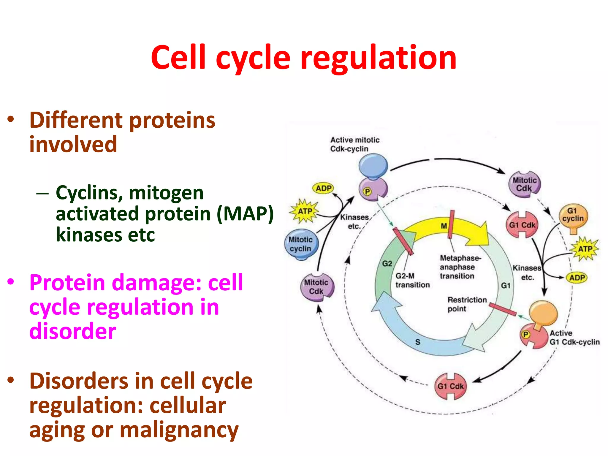 Cellular ageing | PPTX