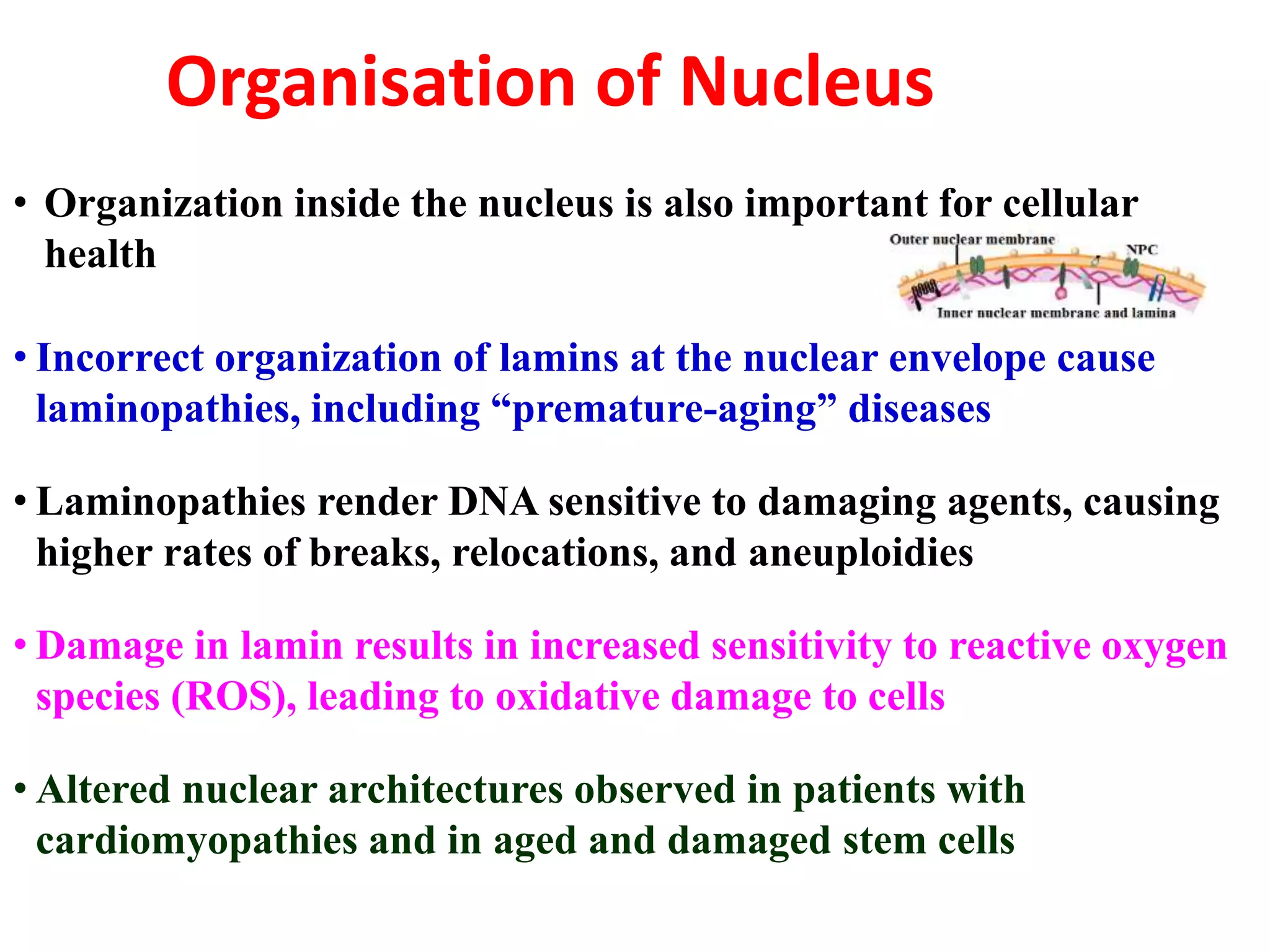 Cellular ageing | PPTX
